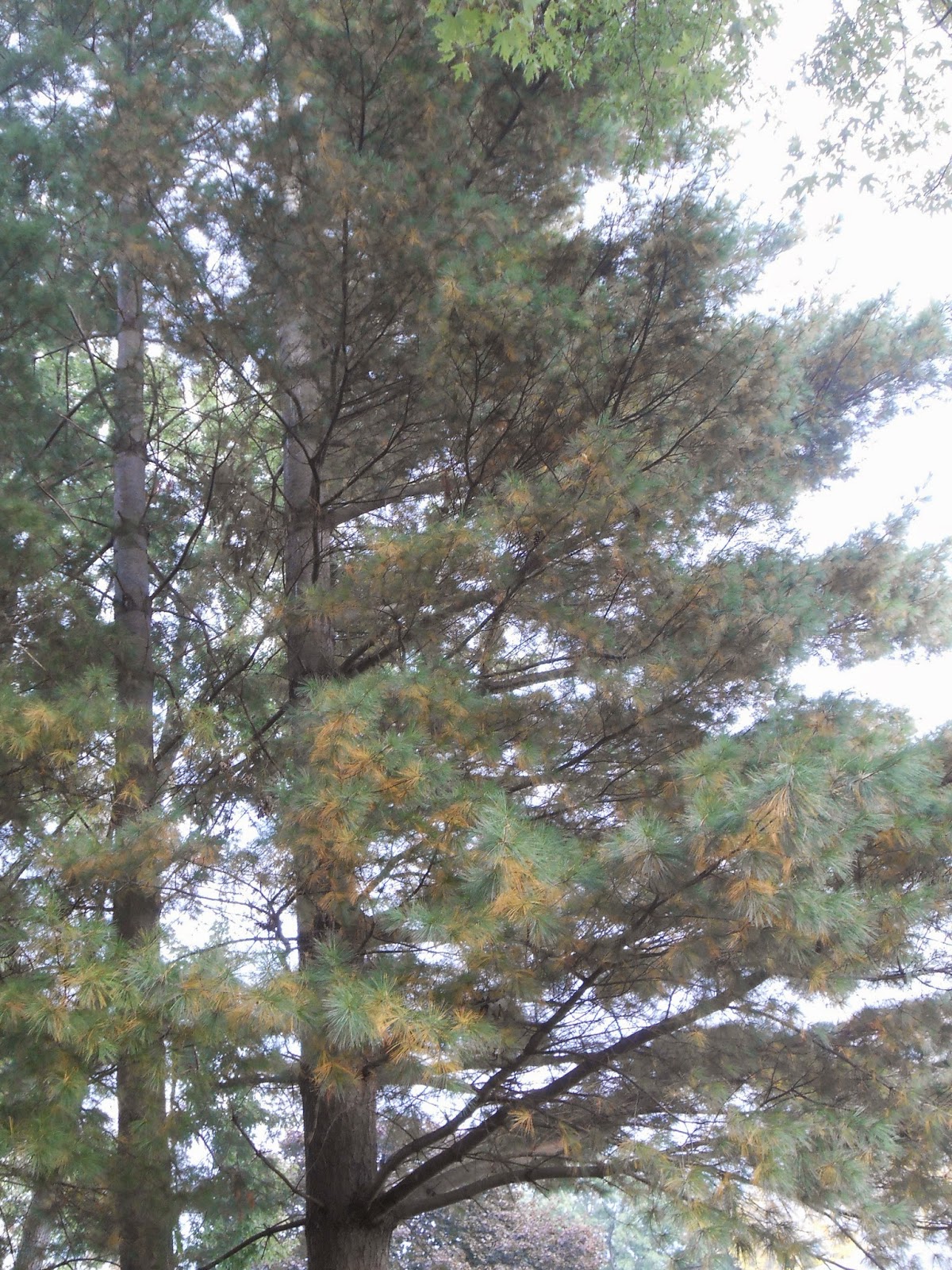 Sproutsandstuff: Interior Browning and Fall Needle Drop on Conifers ...