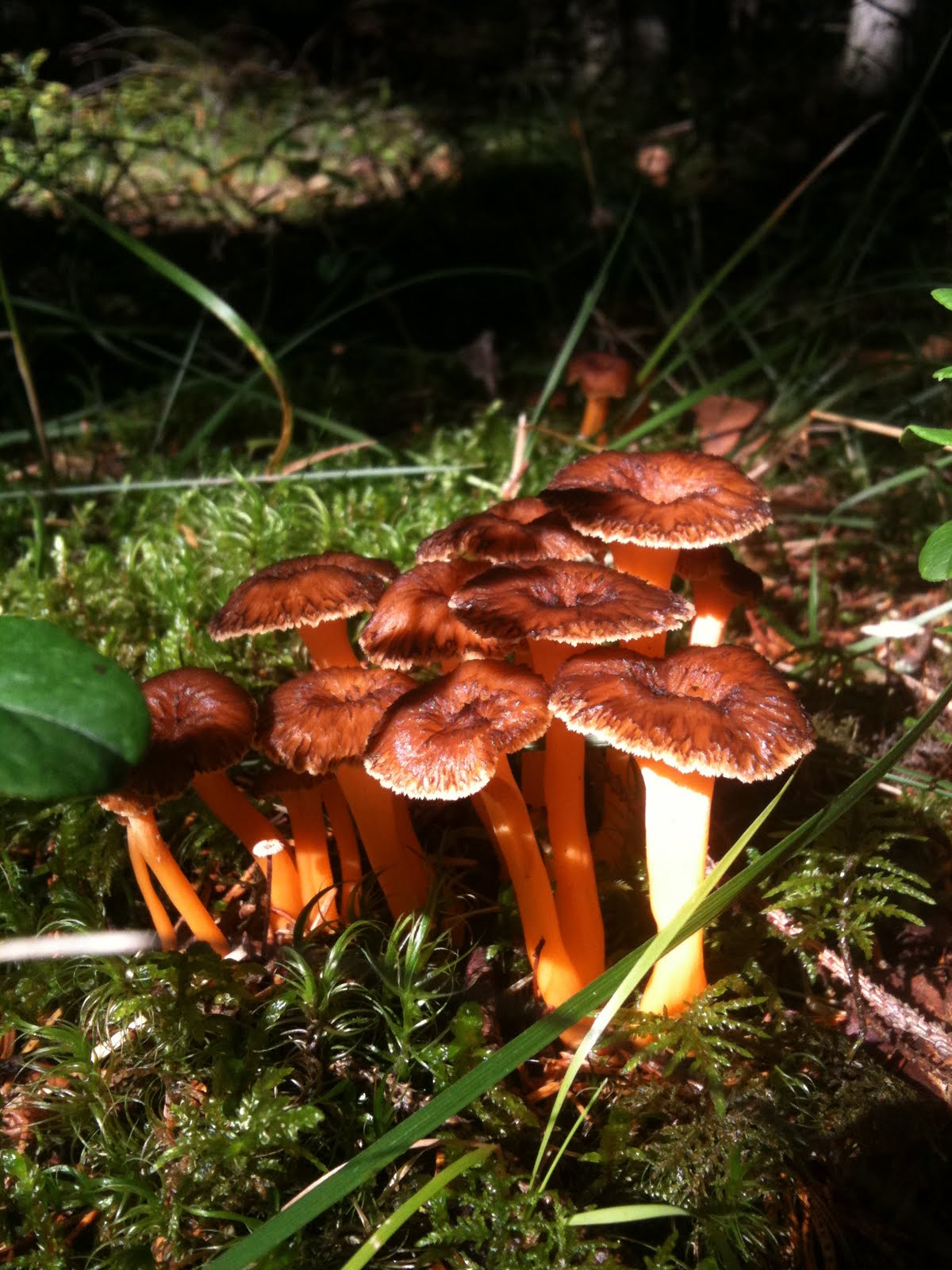 Fröken Ekoreko: En svamp, flera svampar.