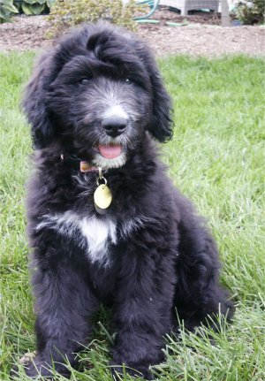 Extreme Dog Breeds: Bernedoodle (Bernese / Poodle Hybrid)