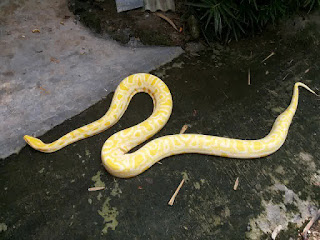 Retic Baby Bali Less Granit Het Albino | Hewan Indonesia dan Jual Beli