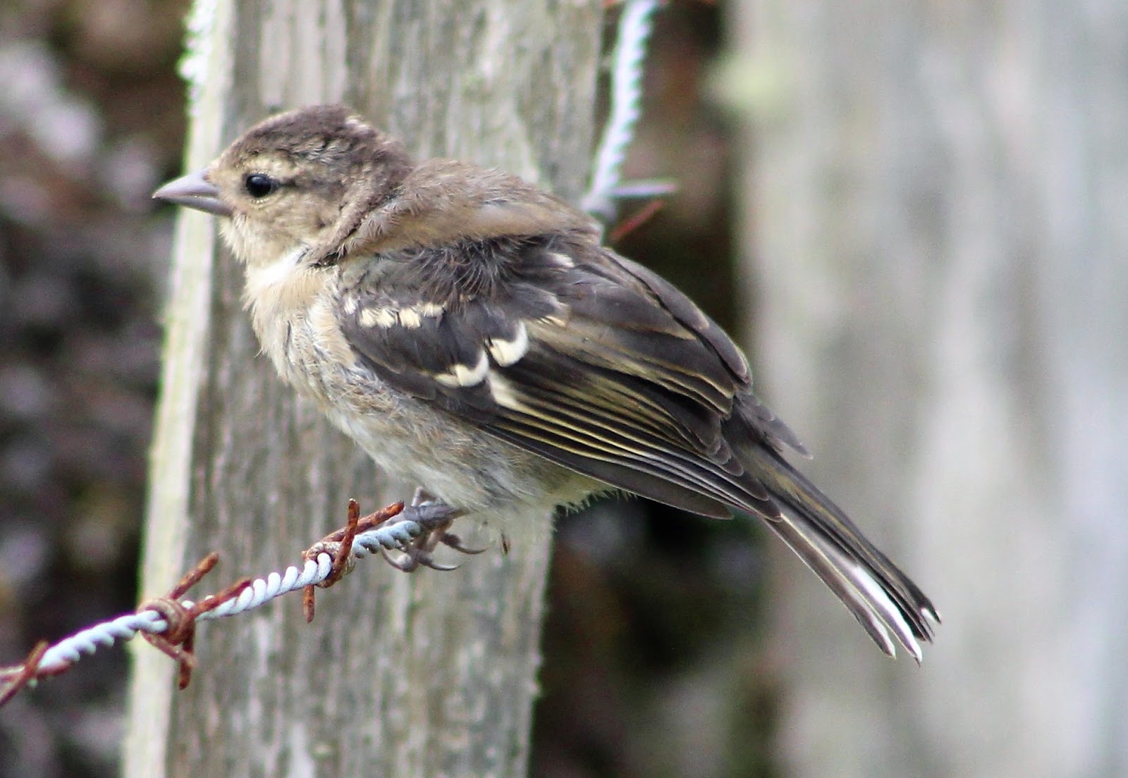 Imagens da vida animal: Tentilhão-dos-Açores (Fringilla coelebs ...