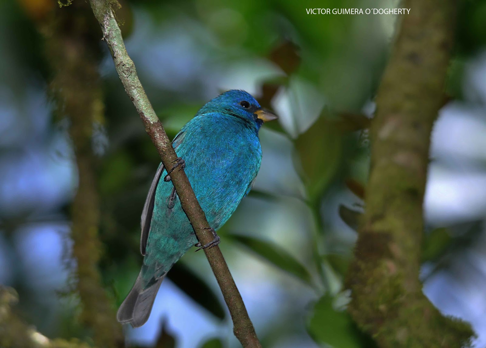 Mis imágenes de aves: UN AZULILLO INDIGO