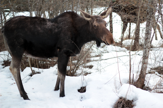 more moose on the streets of Sandpoint - Lublyou