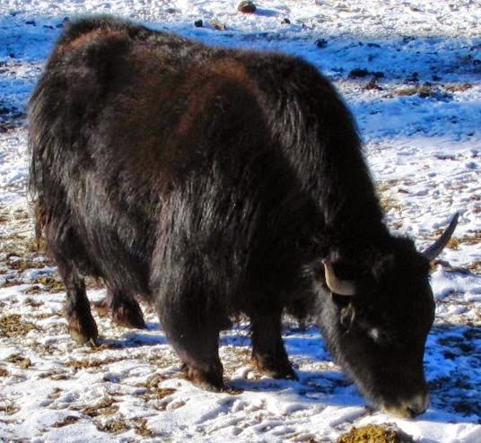 YAK photos - wallpapers | the fun bank