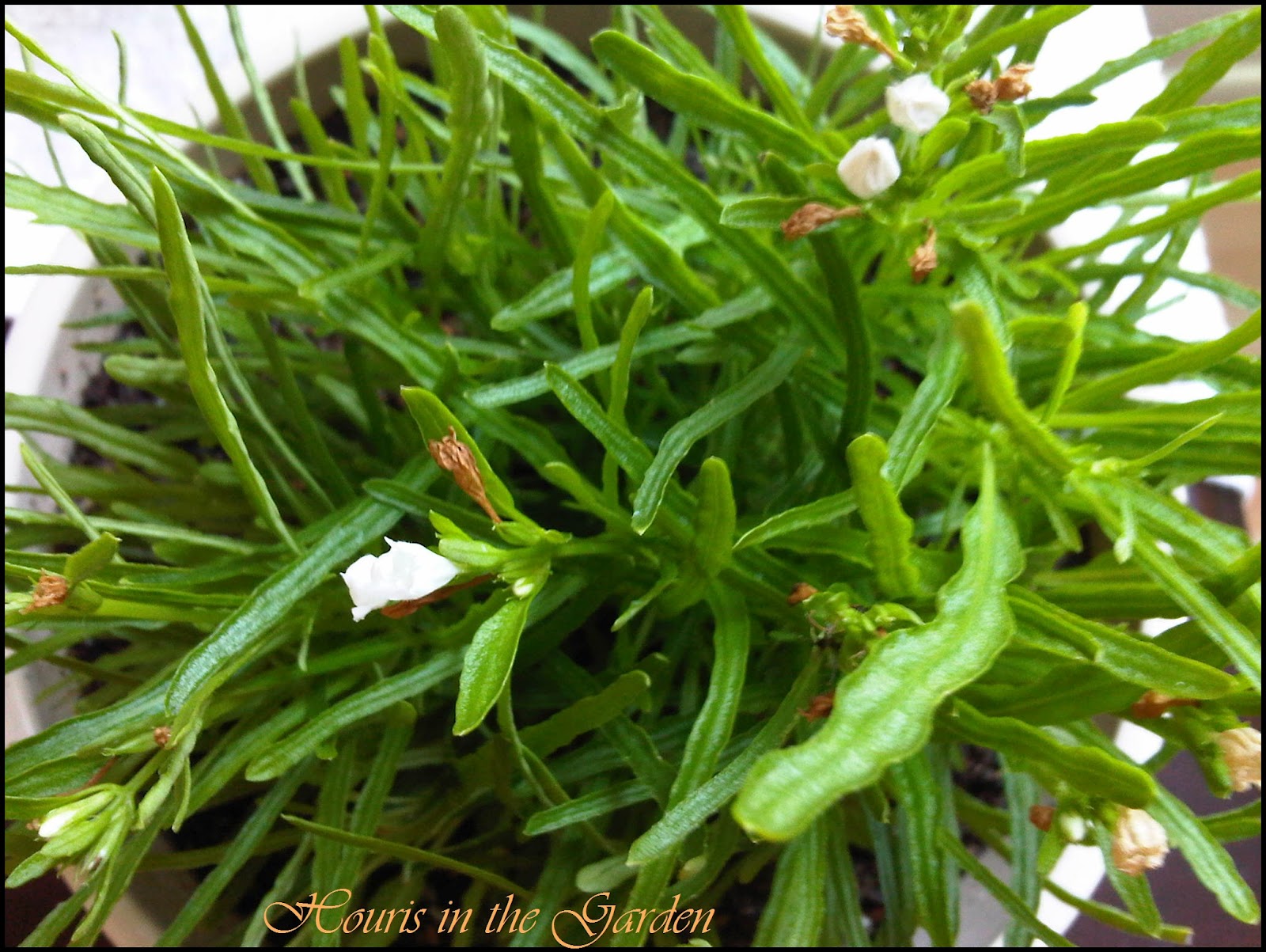 Houris in the Garden: Flowering "Euodia Ridleyi"