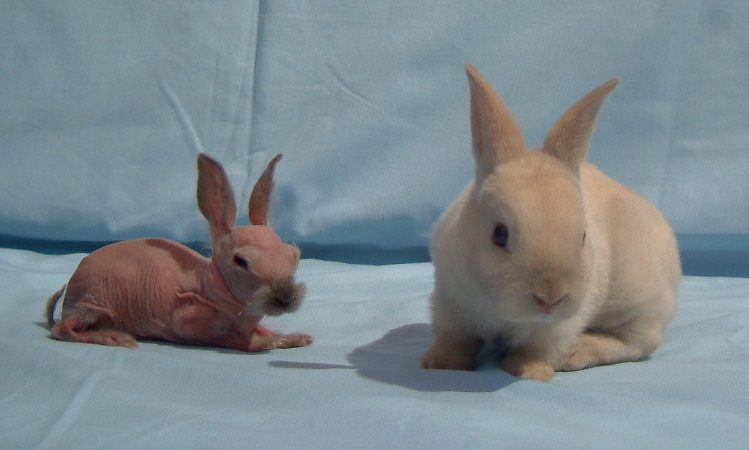 Voices For Rabbits: Breeders - Bold or Careless?