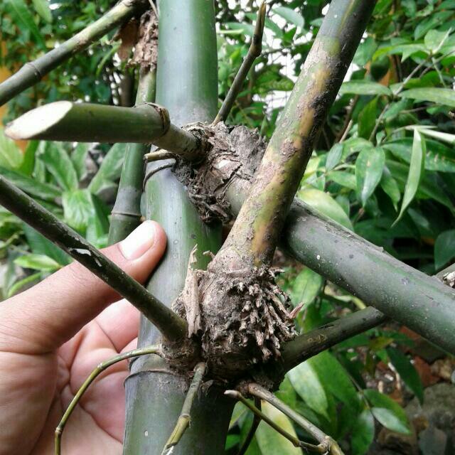 #CONTOH CONTOH PRING ATAU BAMBU PETUK YANG MASUK KRITERIA AAN PENCARI ...