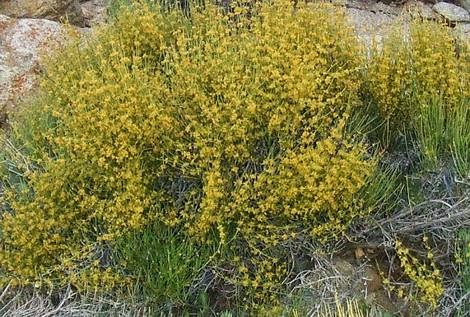 Timeless Environments: Squaw Tea (Ephedra californica) or maybe ...