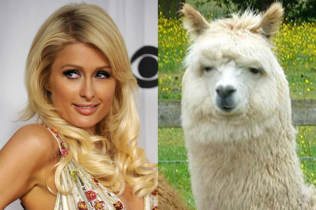 Top 10 celebrities who look like animals
