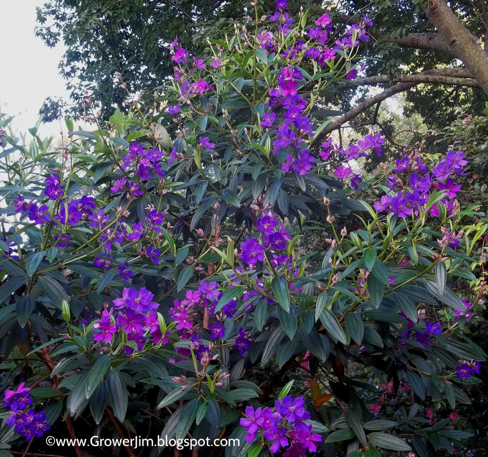 Garden Adventures: Tibouchina granulosa