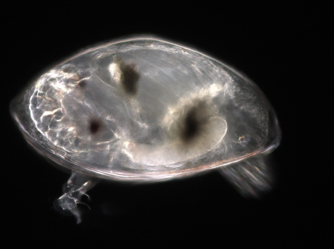 Invertebrate Embryology: Identifying crustacean nauplii