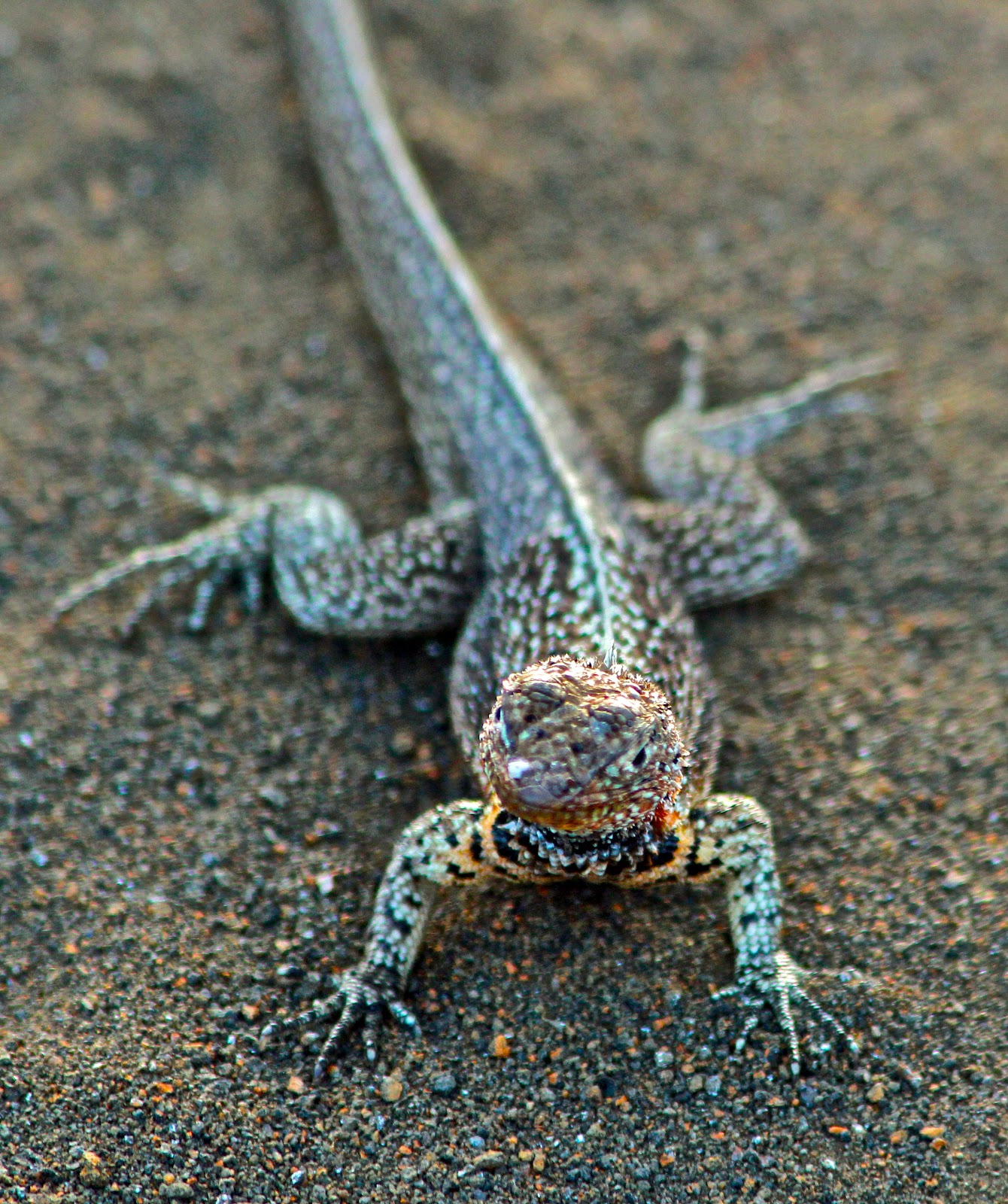 Nature Photography: Galapagos Reptiles & Turtles