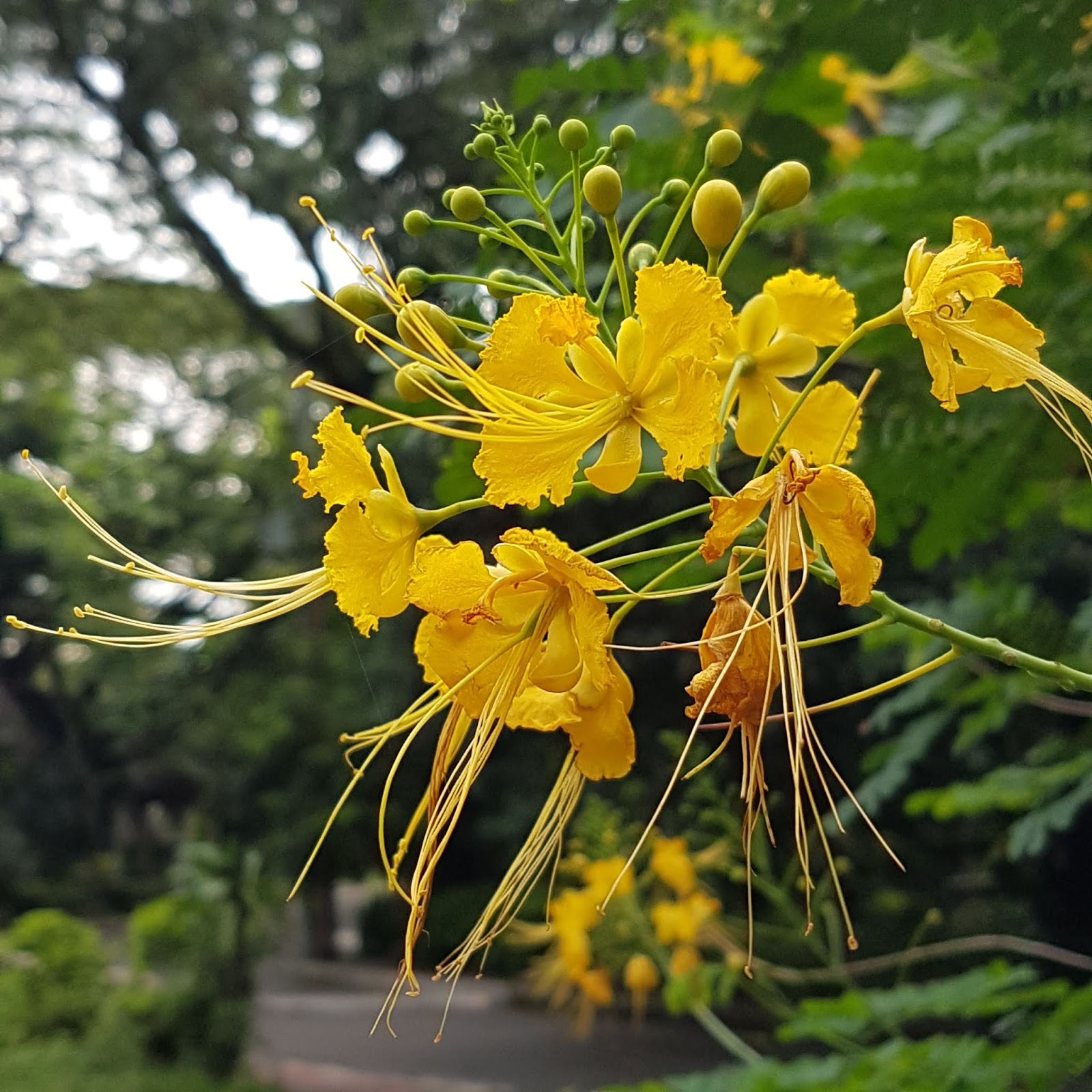 Destination #1: Lamesa Eco Park - Lakwatserong Pusa