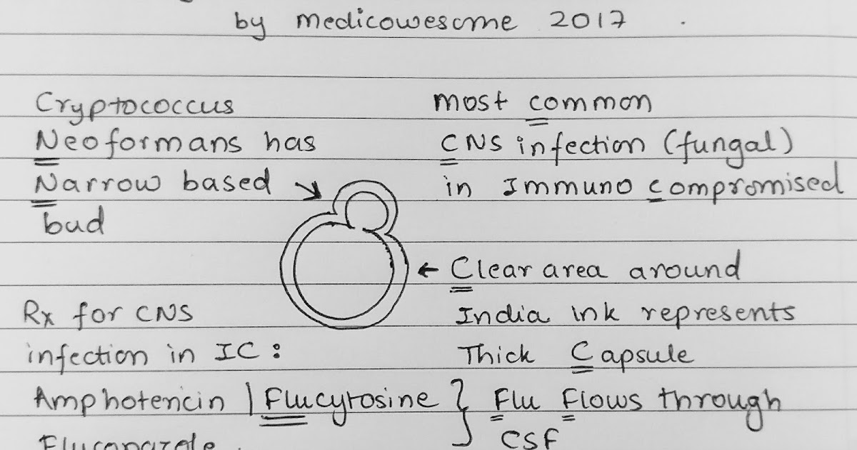 Medicowesome: Cryptococcus neoformans notes and mnemonics