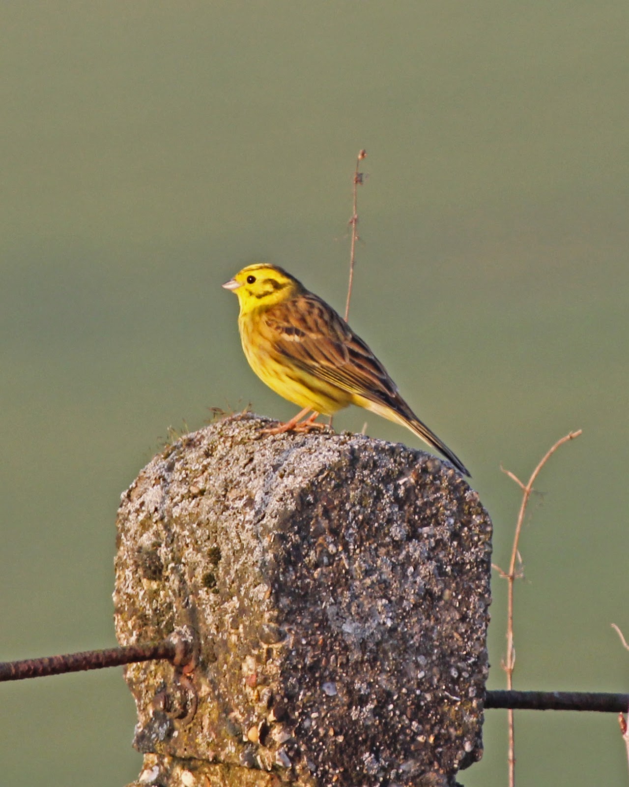 A Year Around Four Marks: 14th March - Peregrine Falcon Hooded and Flying