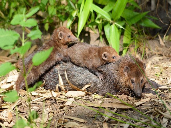 Cara Musang atau Luwak Berkembang Biak | Cinta Sains