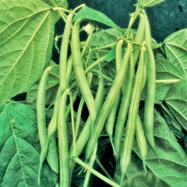 TANAMAN BUNCIS DAN CARA BUDIDAYANYA | Tips Petani