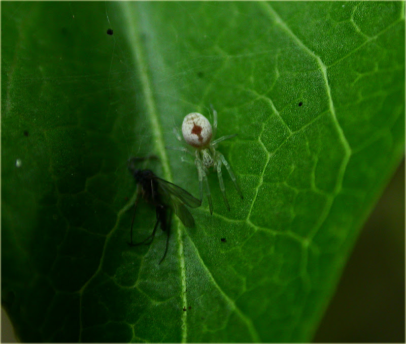 Arachnerds: Nigma puella