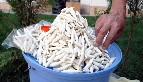 Kenger nedir? Kengel ne demektir? Anlamı - Laf Sözlük