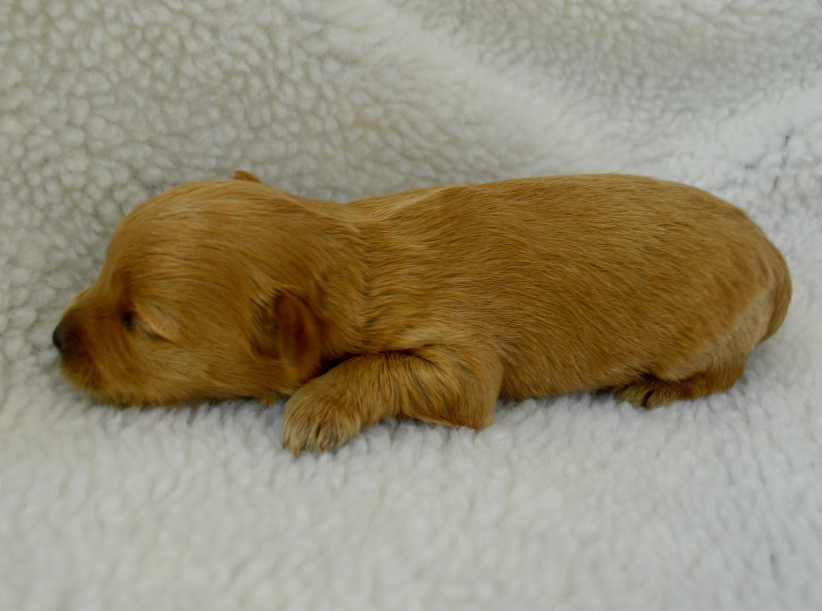 Growing Puppies - Virginia Schnoodle Breeder --Hypoallergenic Dogs ...