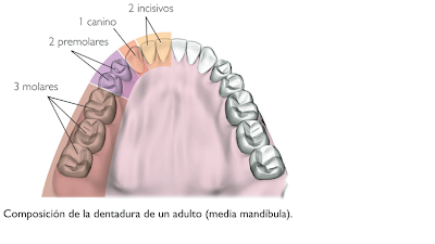 Ismael: Tipos de mandibulas