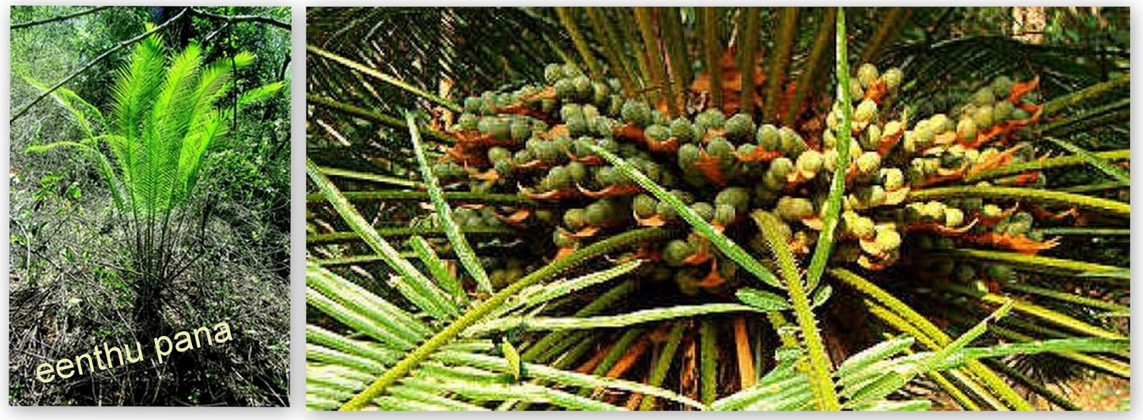 Nitha's Cookbook: Eenthu Pidi