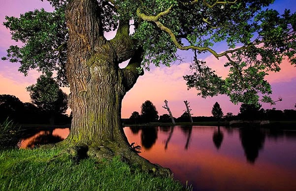 Andy foto natura: Arboles hermosos