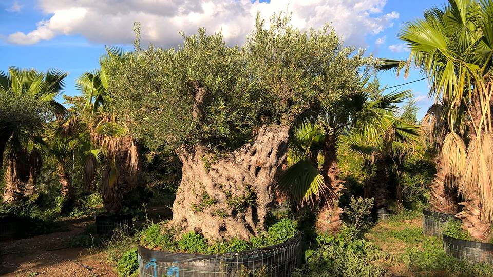 ΦΥΤΩΡΙΑ ΔΕΛΤΑ NURSERIES DELTA TREES LTD: Προσεγγίζοντας την Ελιά.