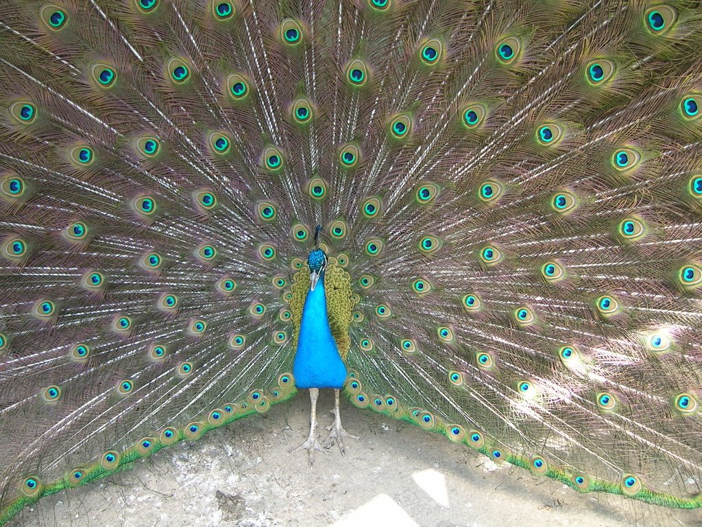Be Kind to Yourself: The Peacock's Feet