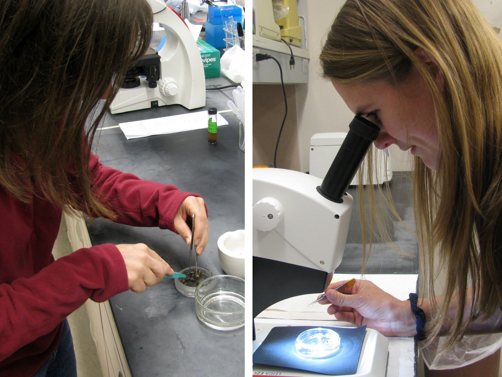 Honeybee Reverie: The OSU Honey Bee Lab