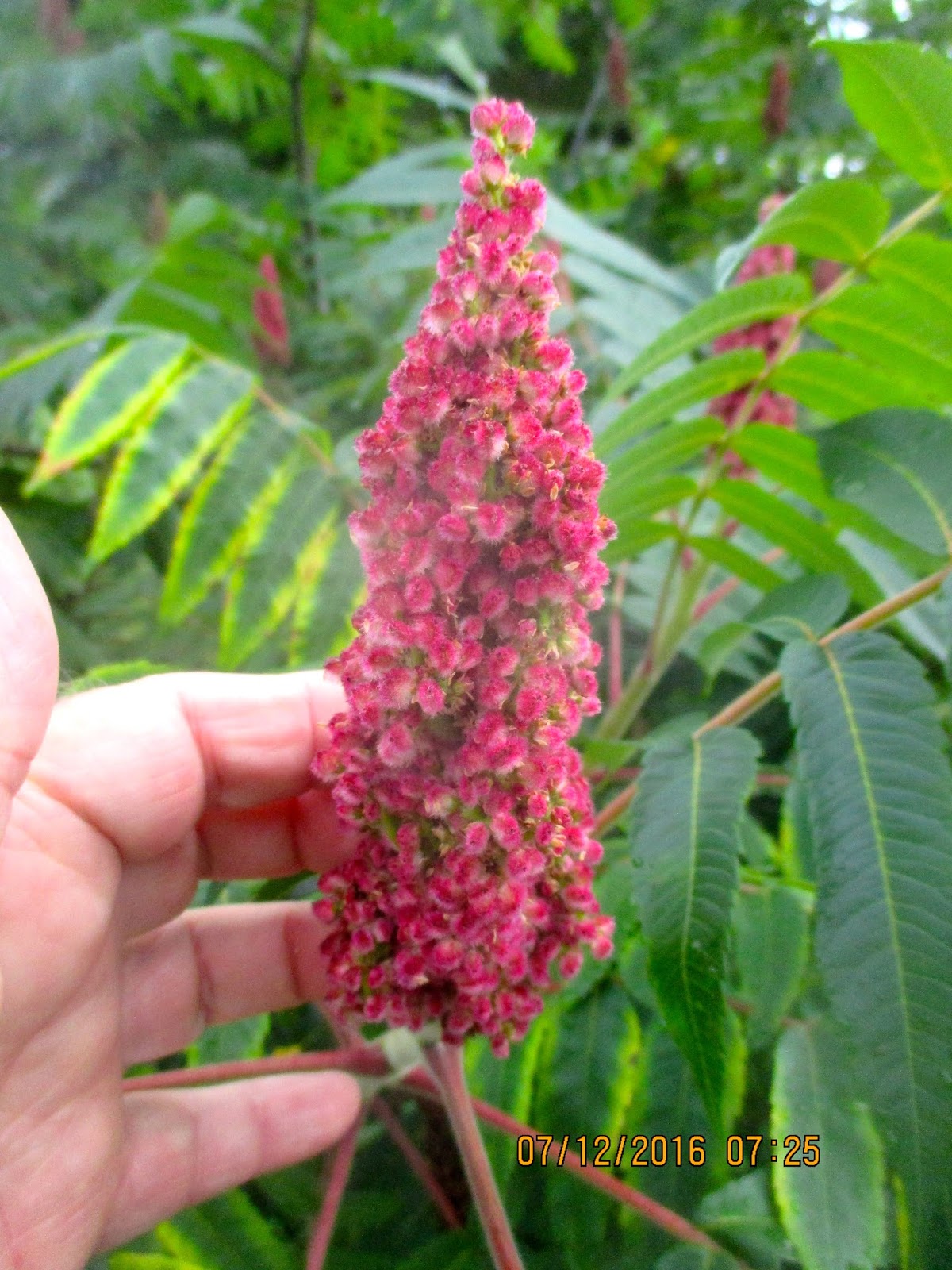 Art's Bayfield Almanac: STAGHORN SUMAC FLOWERS