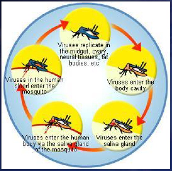 PUBLIC HEALTH: CHIKUNGUNYA