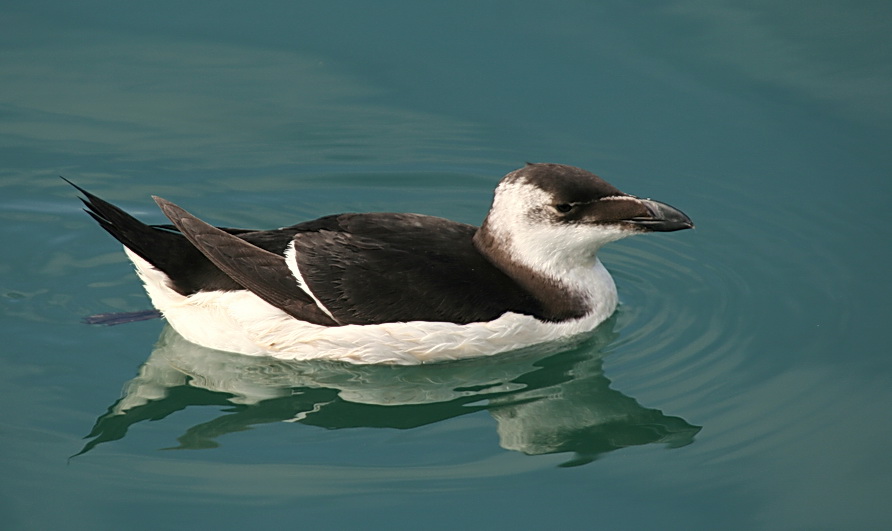 TERRITORIO NATURAL: ALCA COMÚN / viajes de GALÉRIDA: SANTOÑAmar2012
