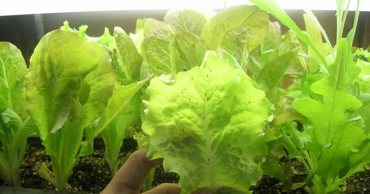 HOW TO GROW LETTUCE INDOORS |The Garden of Eaden