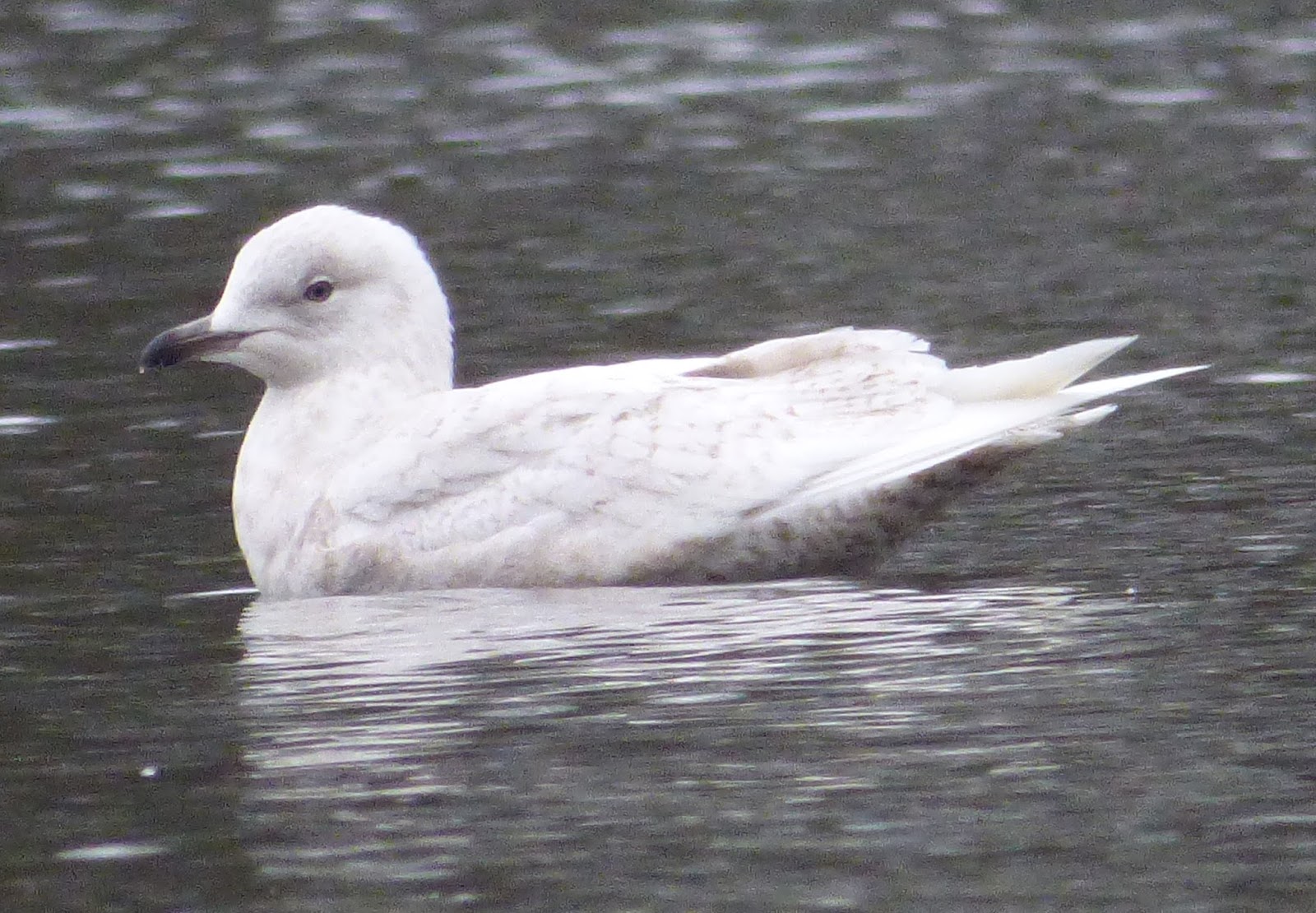Out4aduck - A record of my birding year: Iceland Gull is brummie show off