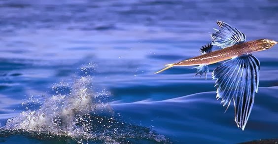 Flash sul mondo ... di tutto, di più: Exocoetidae, il pesce volante