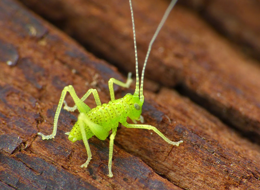 Glamorgan Moth Recording Group: Cricket
