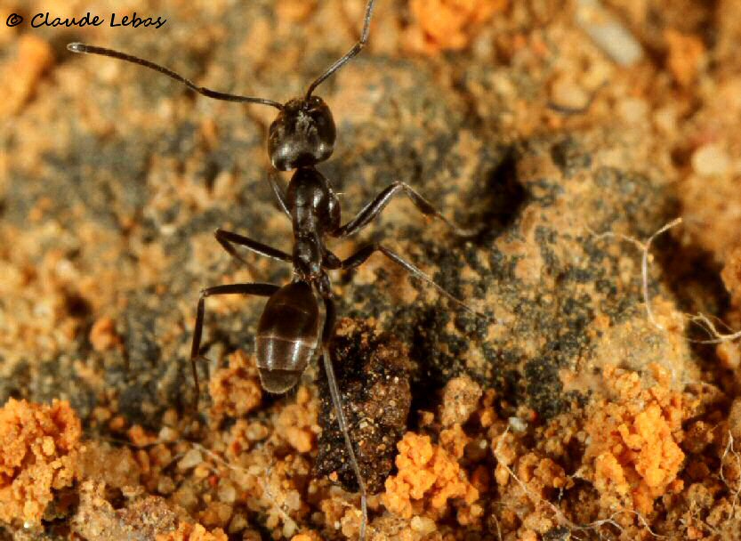 fourmis de Cuba- Hormigas de Cuba- Ants of Cuba: Dorymyrmex insanus