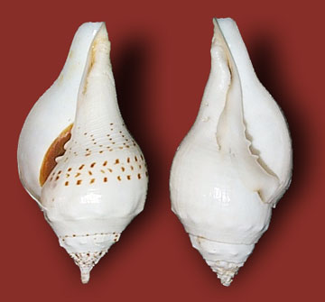 Sarvam Sri Krishnarpanam..!!!: Sri Sangaalwar