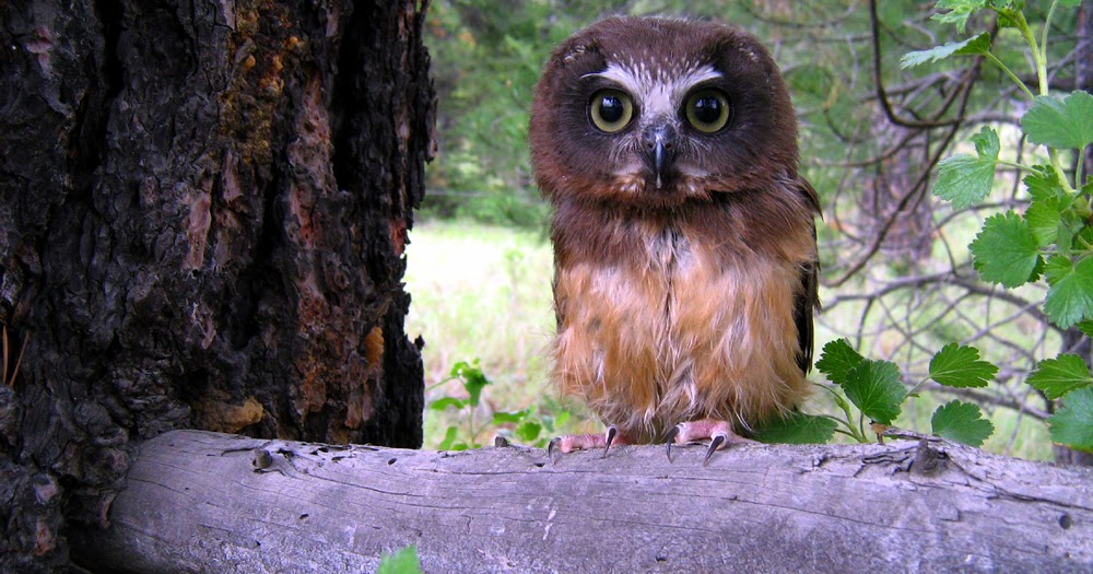 Pacific NW Birds: Owls...