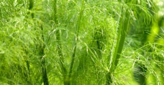 HINOJO Y PROPIEDADES