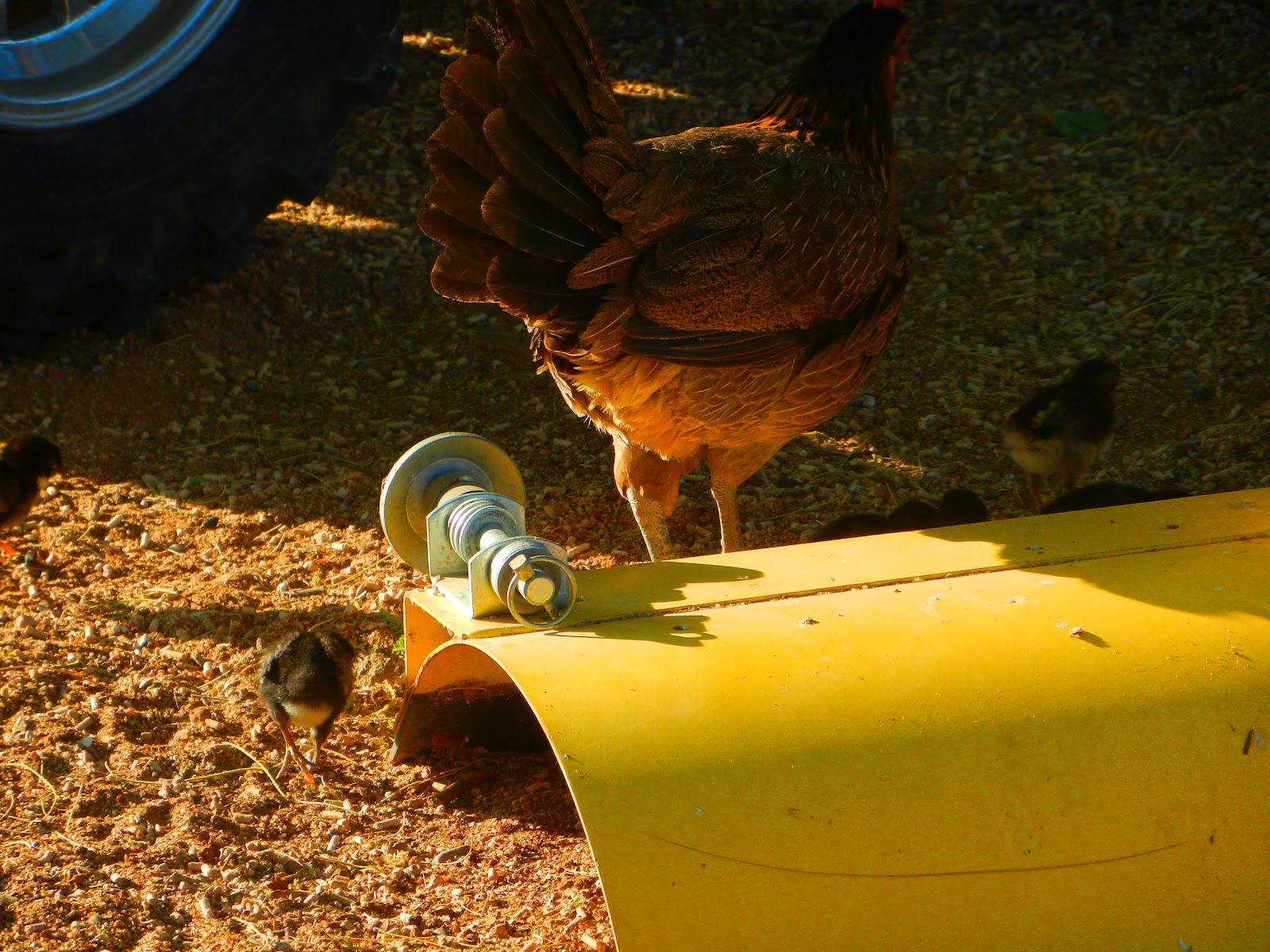 Chicken Farmer Wyatt