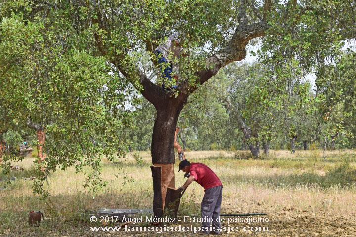 El proceso de extracción del CORCHO en los ALCORNOQUES
