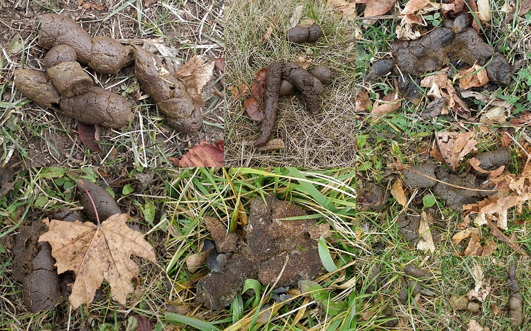 TRNAVA - fotky a texty zo života v tomto meste: Galéria psích hovien ...