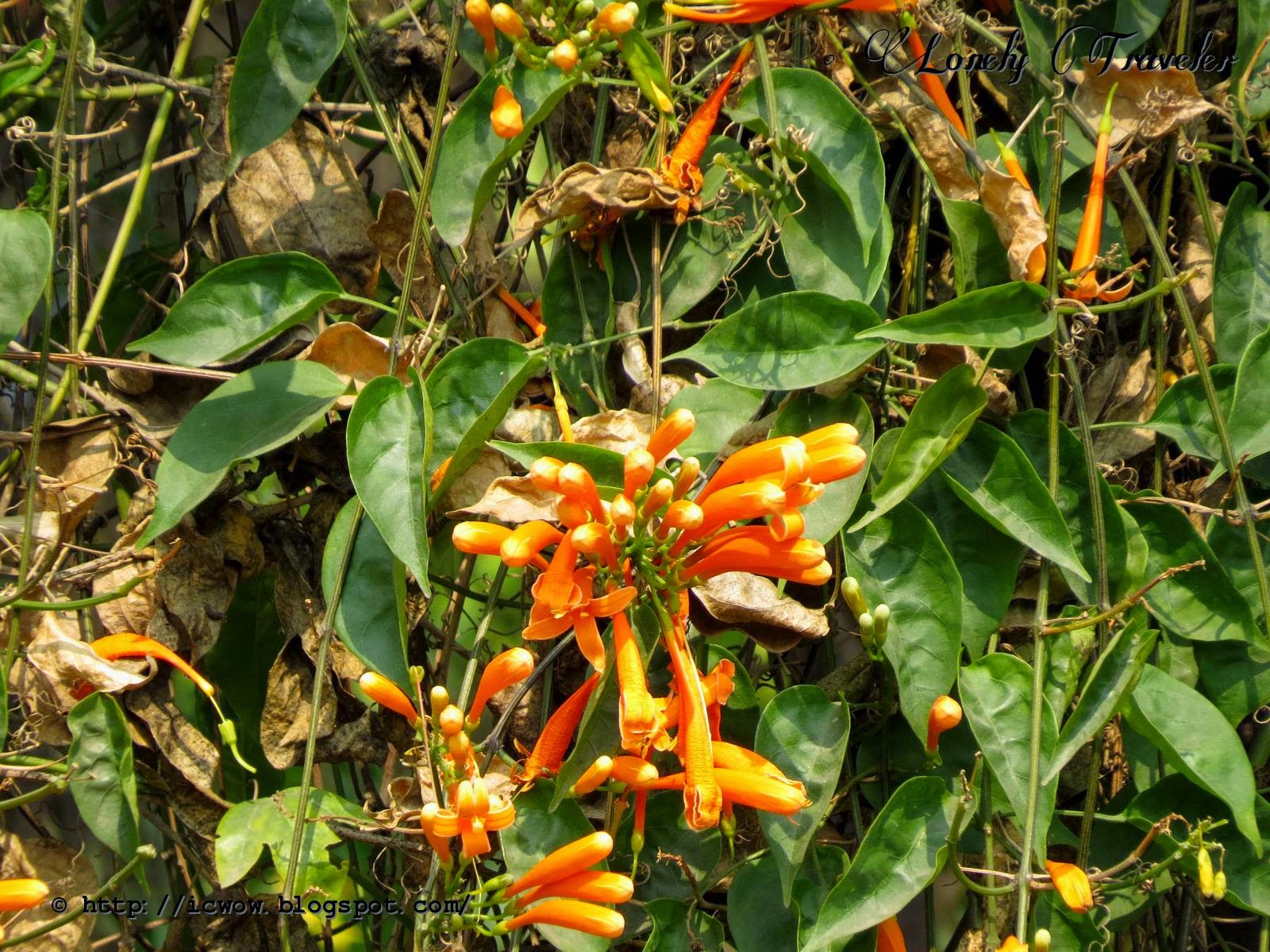 Flaming trumpet - Pyrostegia venusta