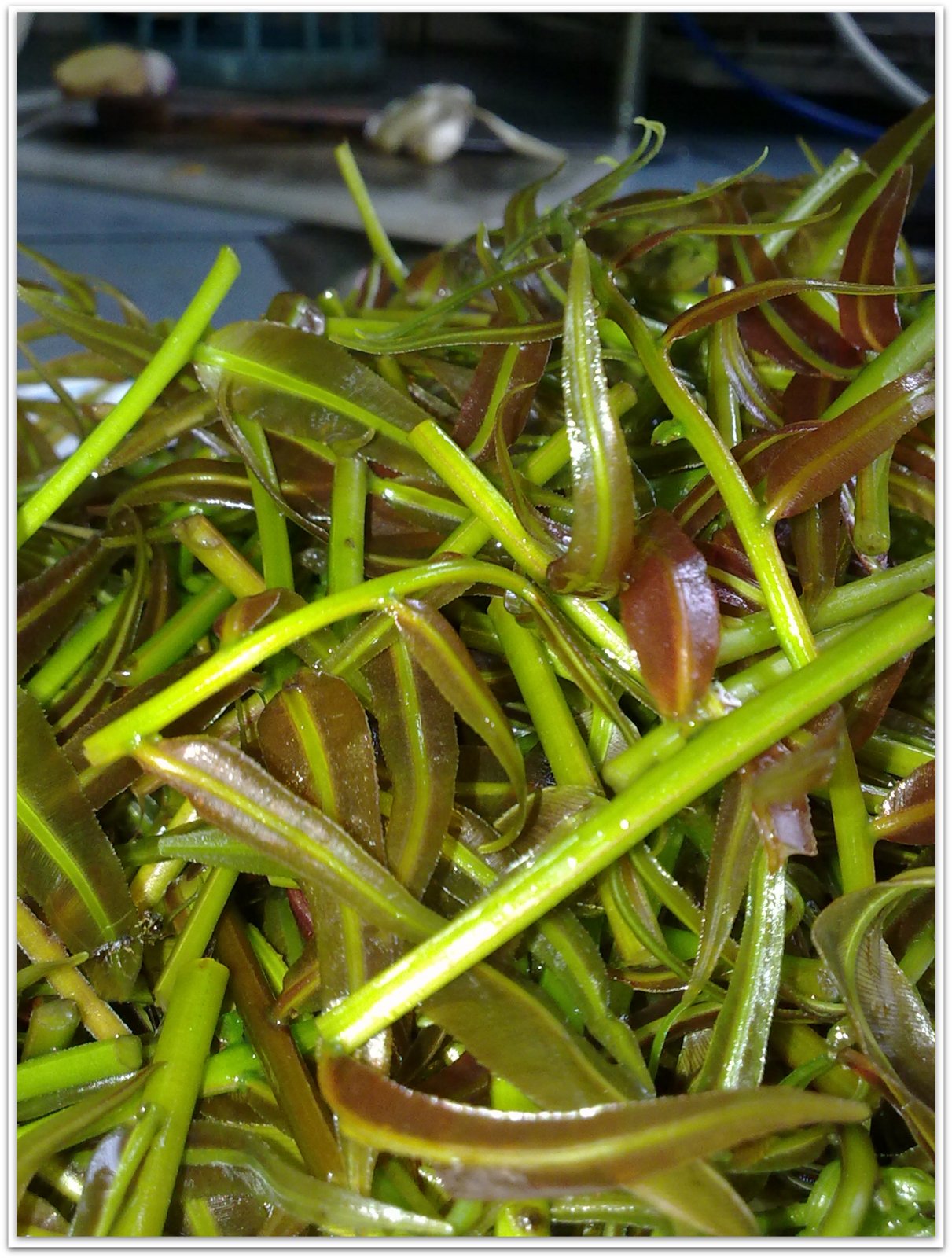 TUMIS PUCUK PAKU MERAH | Tirana Aduka