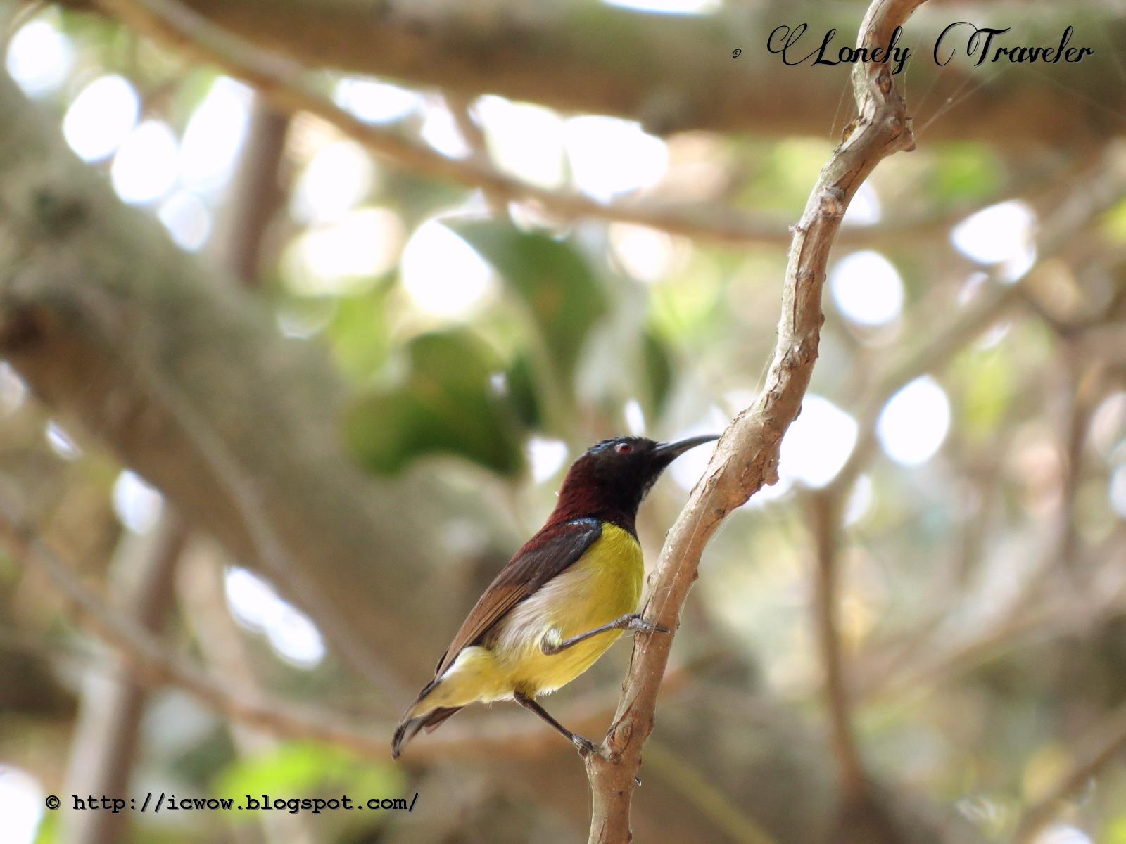 Purple-rumped sunbird - Leptocoma zeylonica