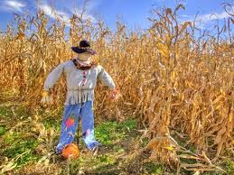 Living with Nature - School on Blog by Dr. Abercio V. Rotor: Scarecrow ...