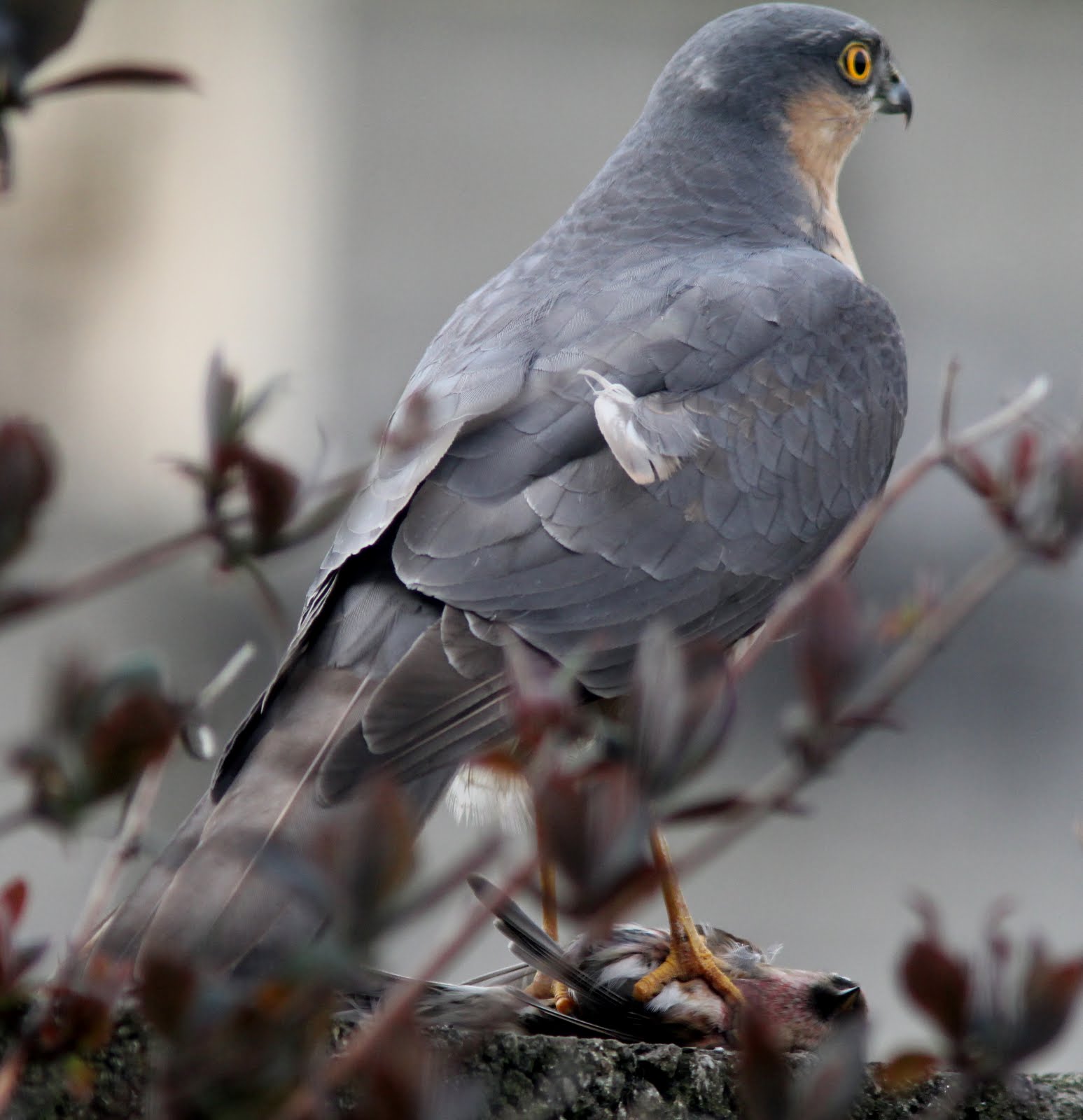 limerick-birder.blog: Sparrow Hawk