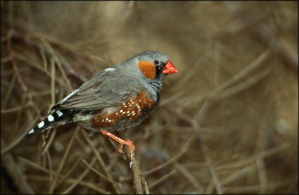 Exotic Birds: Totul despre Zebre Australiene